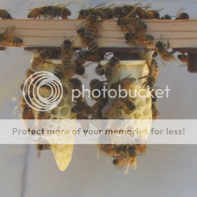 lot's of comb on queencell - problem? | Beesource Beekeeping Forums