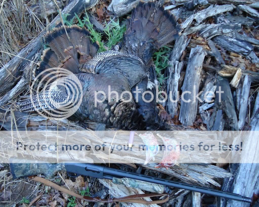 One 16ga Shell = Two Dead Turkeys - 24hourcampfire