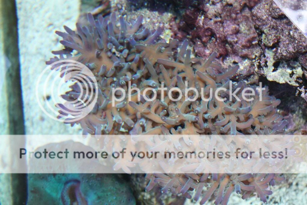 Smooth Skin, delicate branch acropora show off thread. | REEF2REEF ...