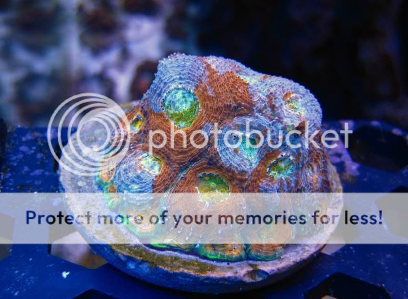 Acan Show-Off Thread: Echinata, Rotundoflora, Maxima, Hillae ...